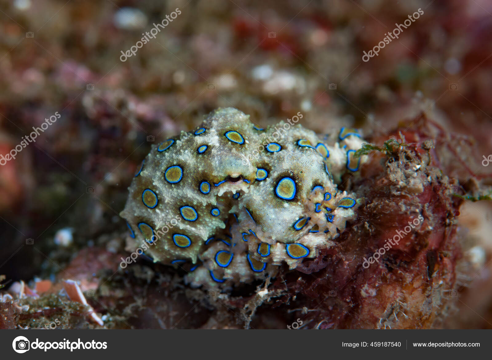 Hapalochlaena Lunulata