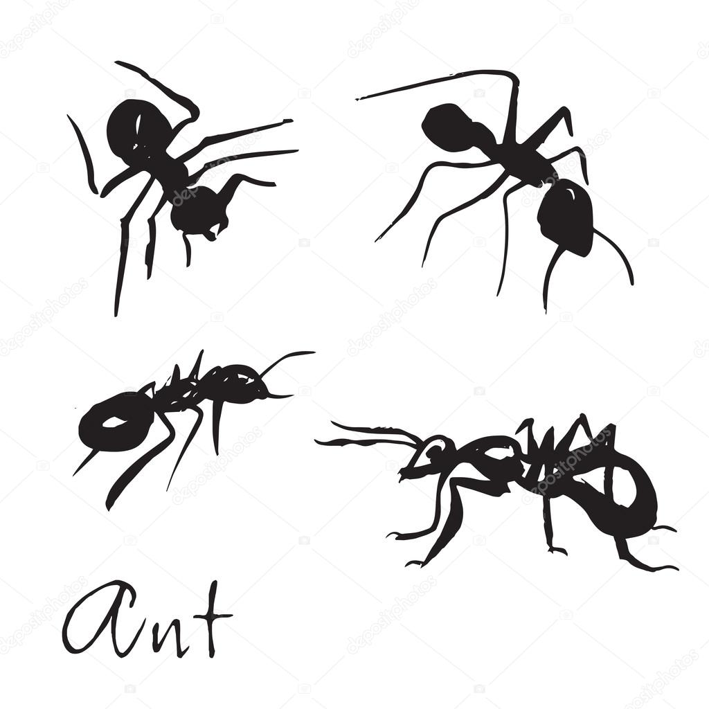 Set of hand drawn with ink brush ants. insects, illustrations, a Stock ...