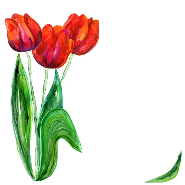 Tulipán rajz Stock vektorok, Tulipán rajz Jogdíjmentes illusztrációk ...