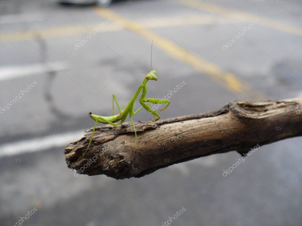 La mantis religiosa encima de un tronco de madera 2022