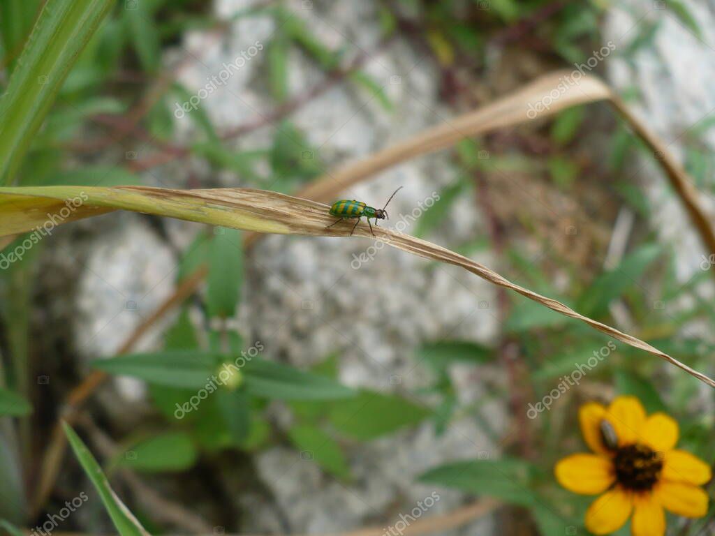 Diminuto insecto bicolor verde y amarillo con rayas parado sobre una ...