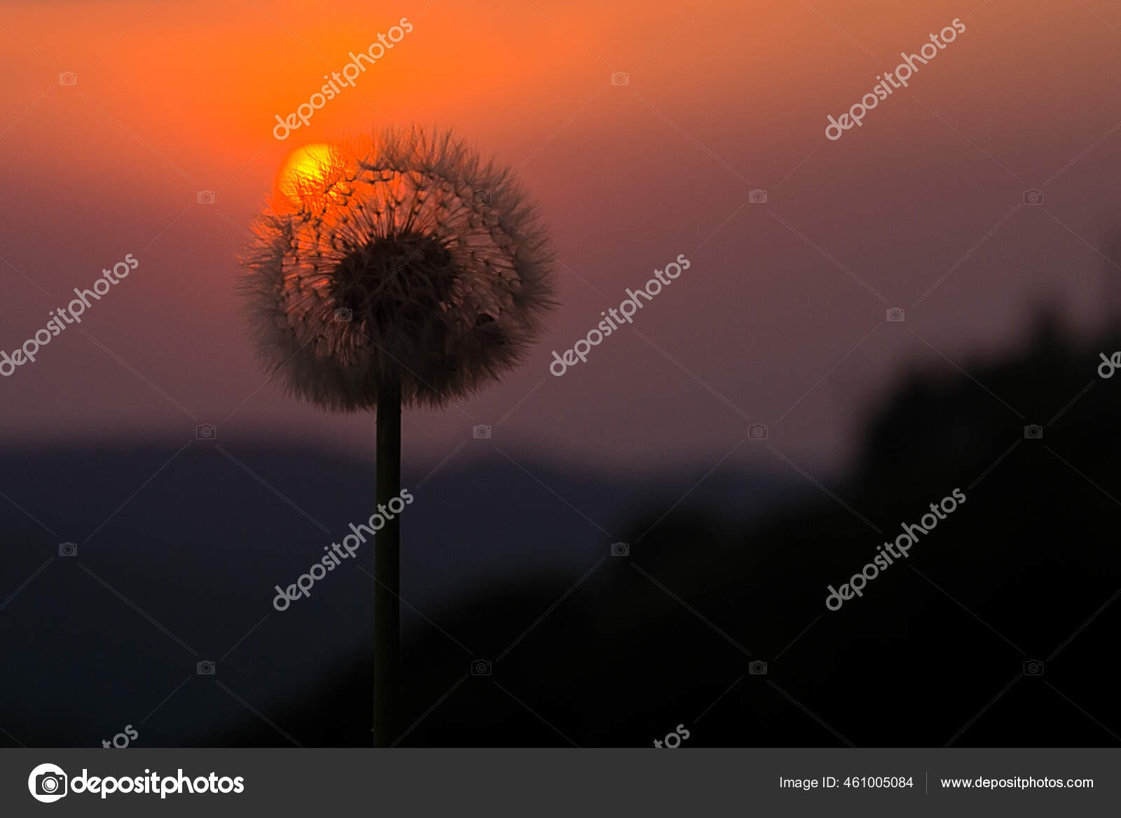 Dandelion Field Sunset