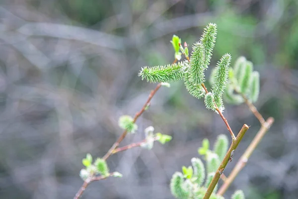 Mountain plants Stock Photos, Royalty Free Mountain plants Images ...