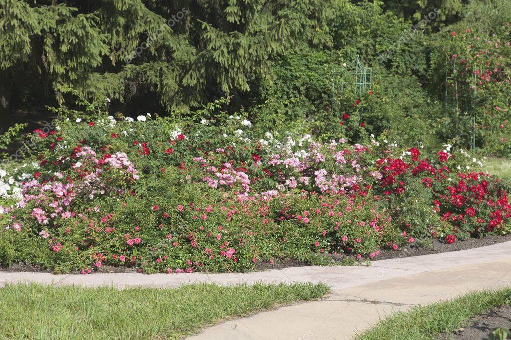 Flowerbed of roses — Stock Photo © Oleg111 #89010484