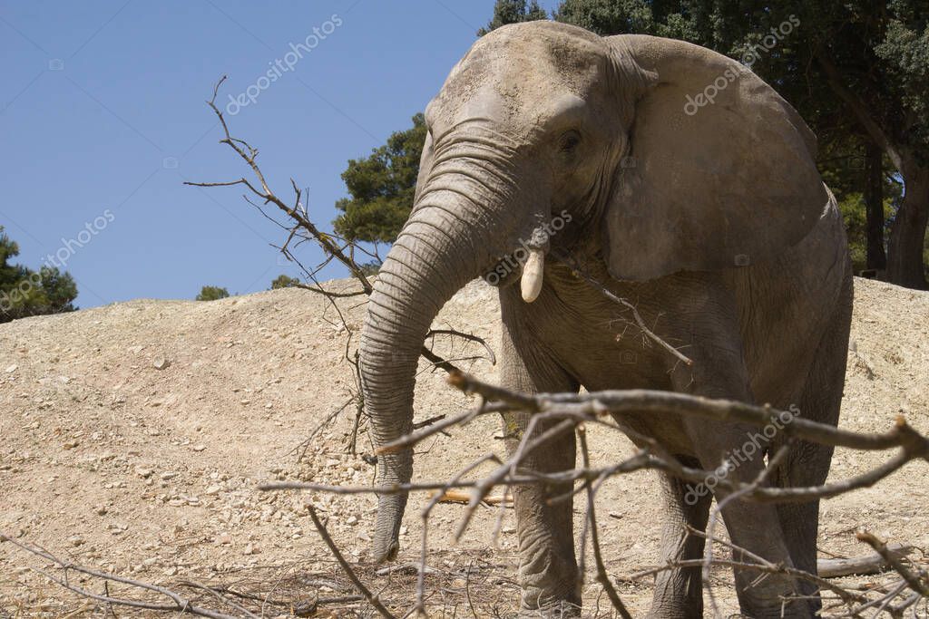 Bonito retrato de un elefante en un parque de una reserva de animales ...