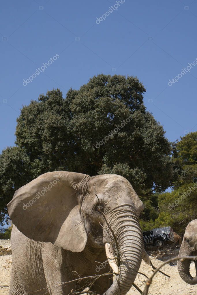 Bonito retrato de un elefante en un parque de una reserva de animales ...