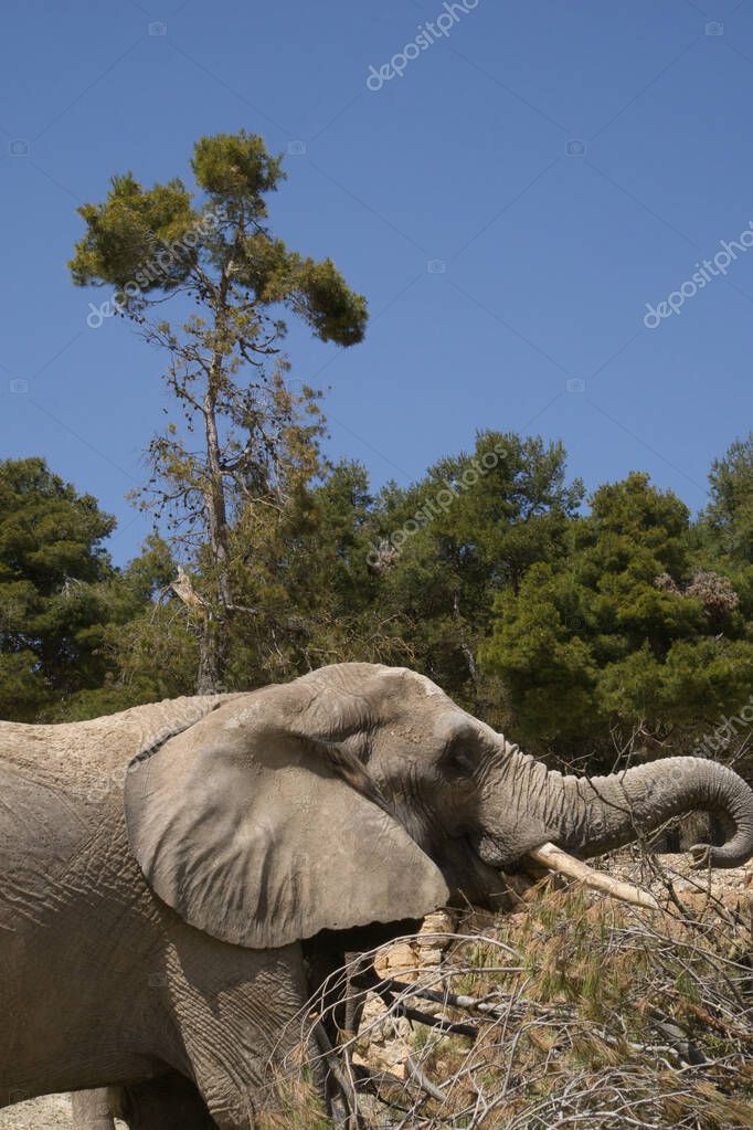 Bonito retrato de un elefante en un parque de una reserva de animales ...
