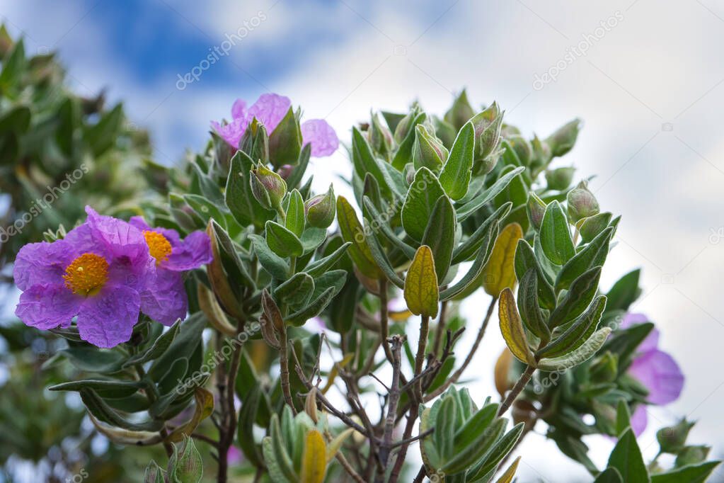 Hermoso fondo de Rock Rose en el entorno natural.Cístus de hojas grises ...
