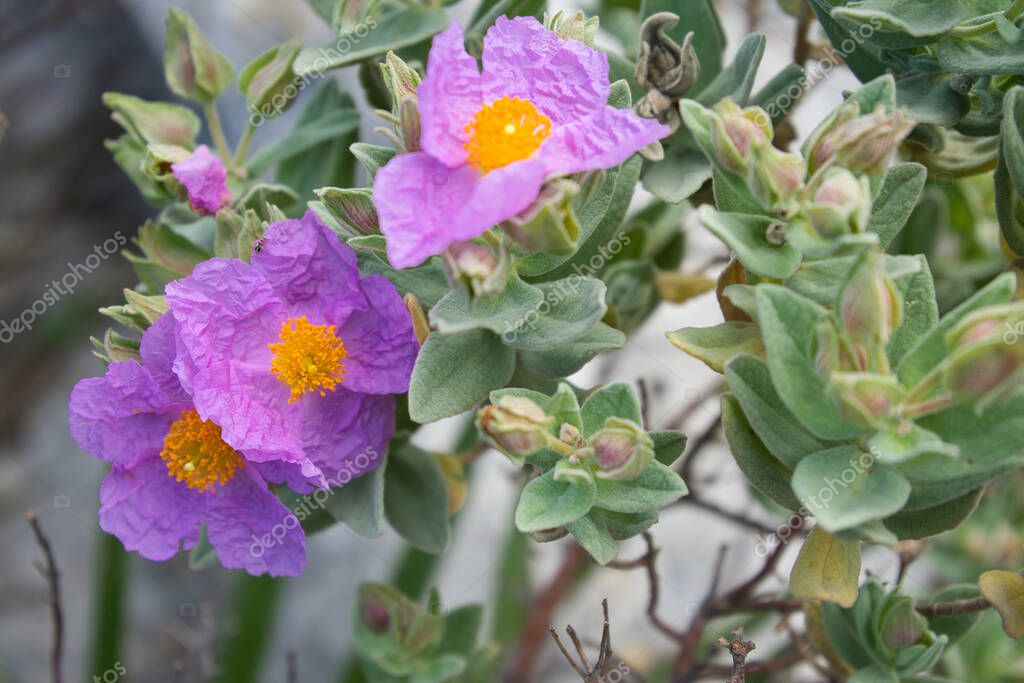 Hermoso fondo de Rock Rose en el entorno natural.Cístus de hojas grises ...