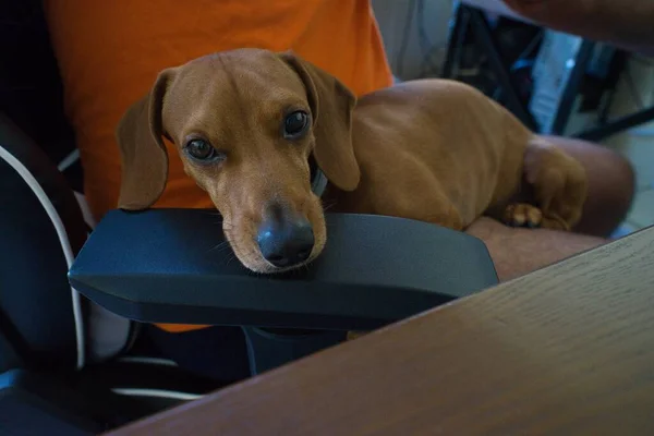 Dog desk Stock Photos, Royalty Free Dog desk Images | Depositphotos