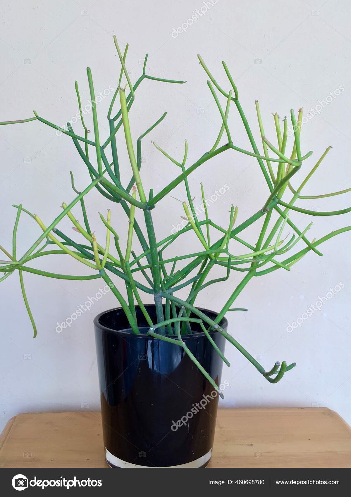 Euphorbia Milii Crown Throne Red Flowers Plant Black Pot Stock Photo by ...