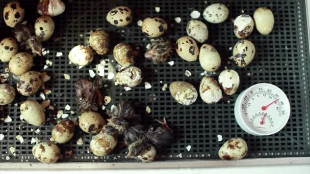 Hatching Quails Eggs Chicks Incubator Breeding Animals Farm — Stock ...