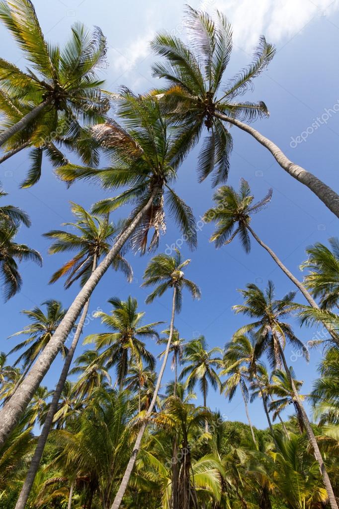 Palm Trees, Tayrona, Colombia Stock Photo by ©fthuerig 73212217