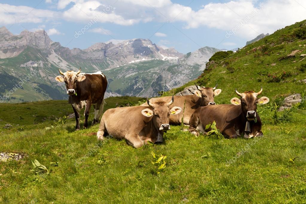 Swiss cows in nature — Stock Photo © fthuerig #73213067