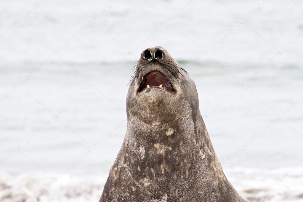 Southern elephant seal is crying around, Falkland Islands — Stock Photo ...