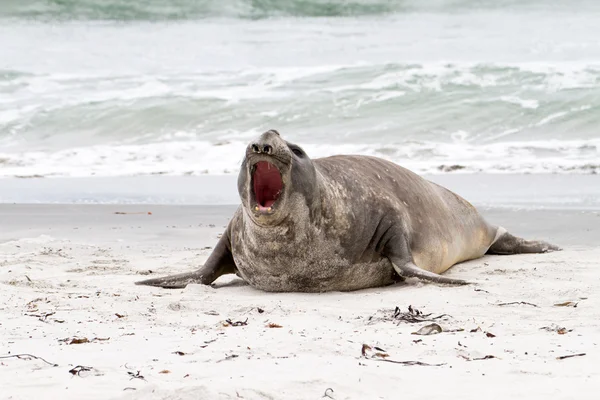 Foca de circo fotos de stock, imágenes de Foca de circo sin royalties ...