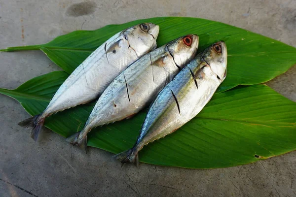 Mackerel Fish In Tamil