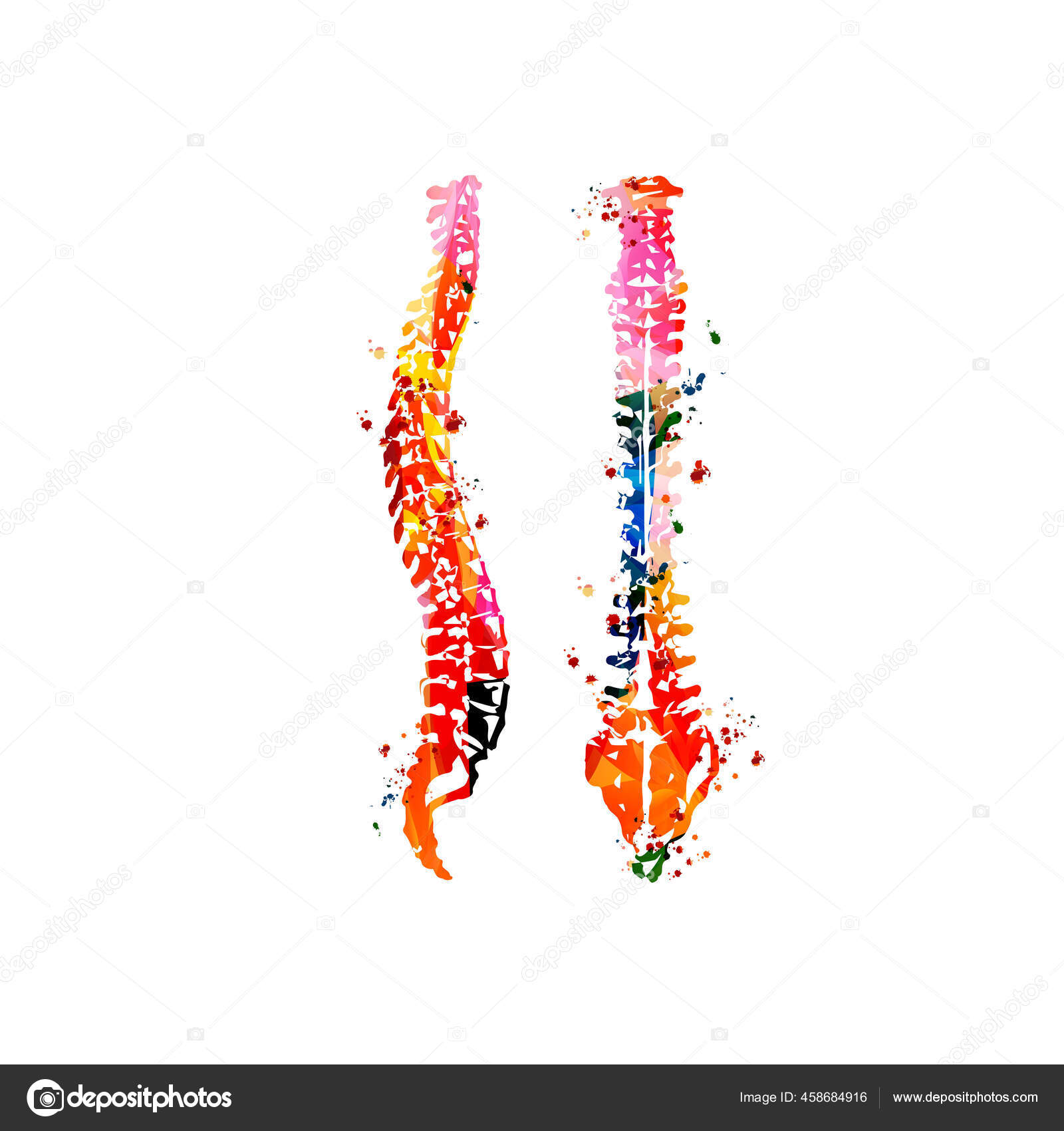 Colorful Human Spine Anatomy Spinal Cords Anatomical Poster Vertebral ...