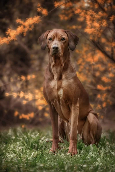 Hunting Dog — Stock Photo © actionsports #14034956