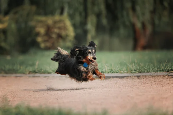 Run dachshund Pictures, Run dachshund Stock Photos & Images ...