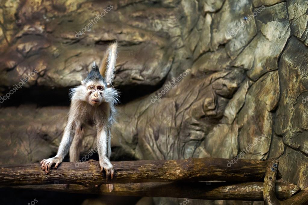 Wicked monkey portrait Stock Photo by ©Brusnikaphoto 75106227