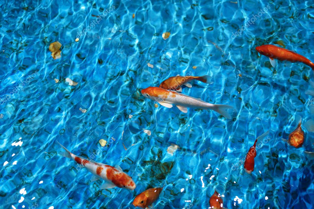 Beautiful koi fish swimming in the pond — Stock Photo © Brusnikaphoto ...