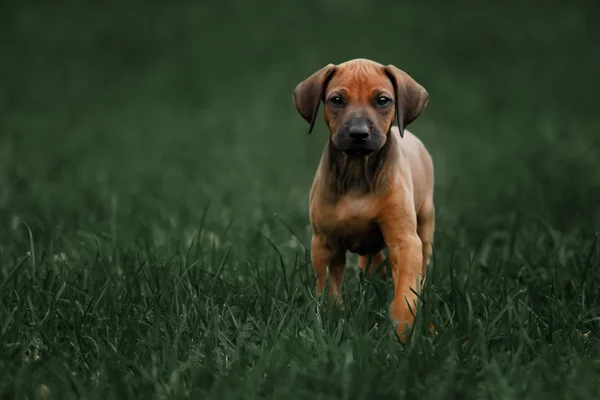 Adorable little Rhodesian Ridgeback puppies playing together in garden ...