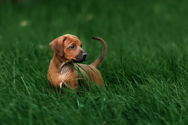 Adorable little Rhodesian Ridgeback puppies playing together in garden ...