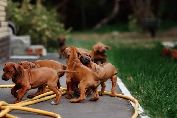 Adorable little Rhodesian Ridgeback puppies playing together in garden ...