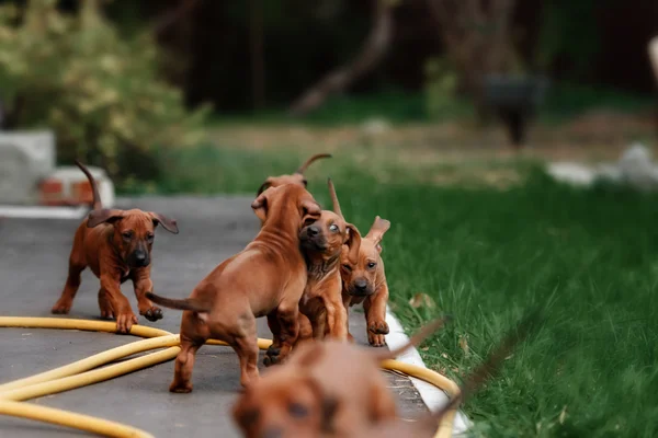 Adorable little Rhodesian Ridgeback puppies playing together in garden ...