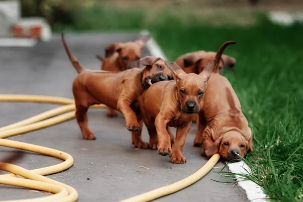Adorable little Rhodesian Ridgeback puppies playing together in garden ...