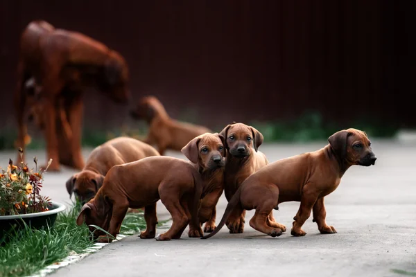 Adorable little Rhodesian Ridgeback puppies playing together in garden ...