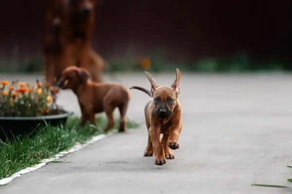 Adorable little Rhodesian Ridgeback puppies playing together in garden ...