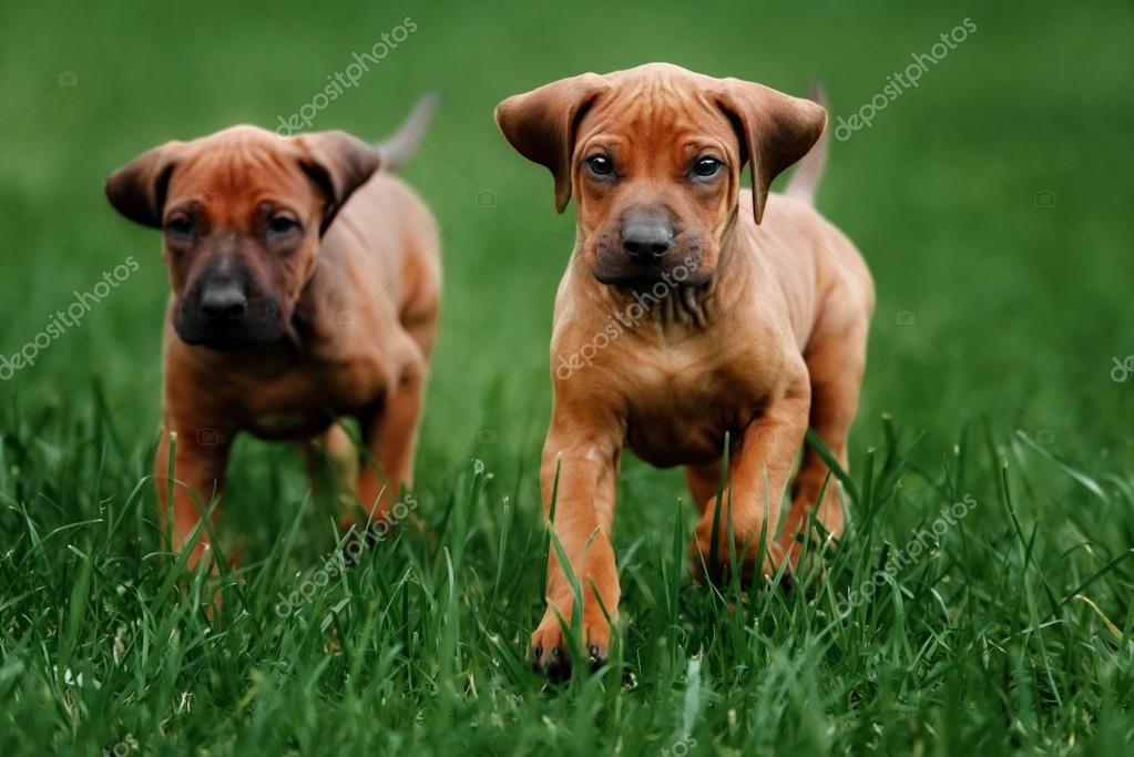 Adorable little Rhodesian Ridgeback puppies playing together in garden ...