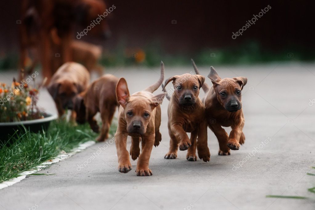 Adorable little Rhodesian Ridgeback puppies playing together in garden ...