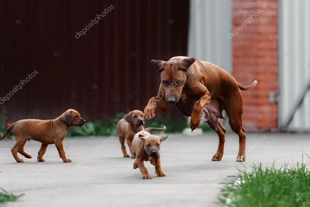 Adorable little Rhodesian Ridgeback puppies playing together in garden ...