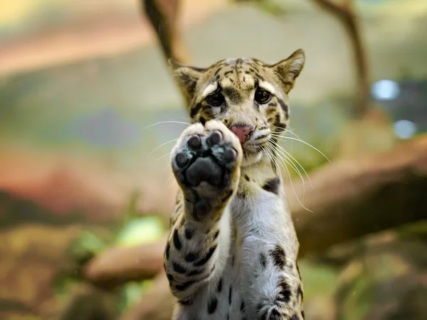ᐈ A baby leopard stock images, Royalty Free leopard cub pictures ...