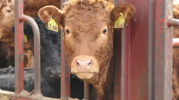 Lábios de vaca Stock Photos, Royalty Free Lábios de vaca Images ...