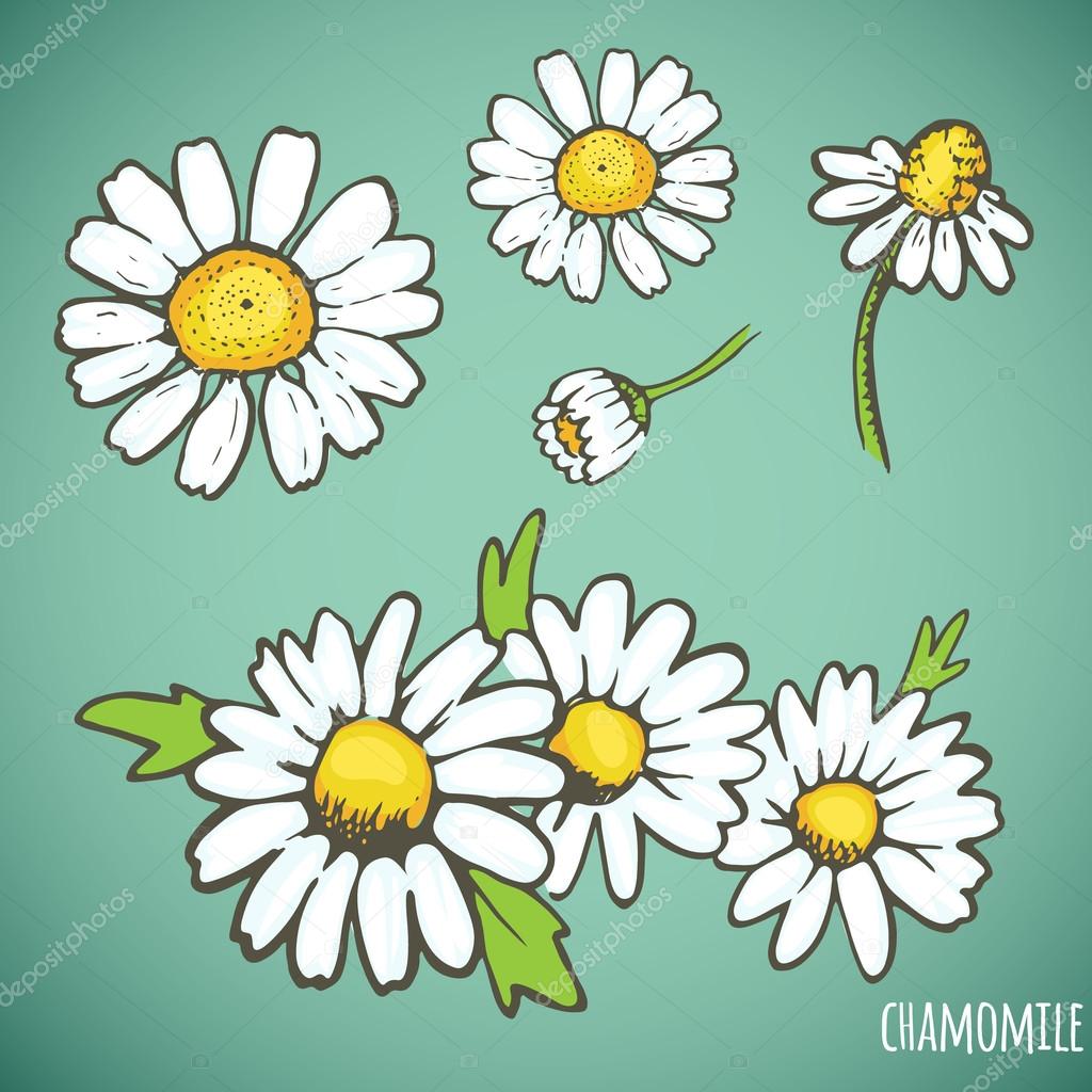 Manzanilla ilustración dibujada a mano . Vector de stock #73363901 de ...