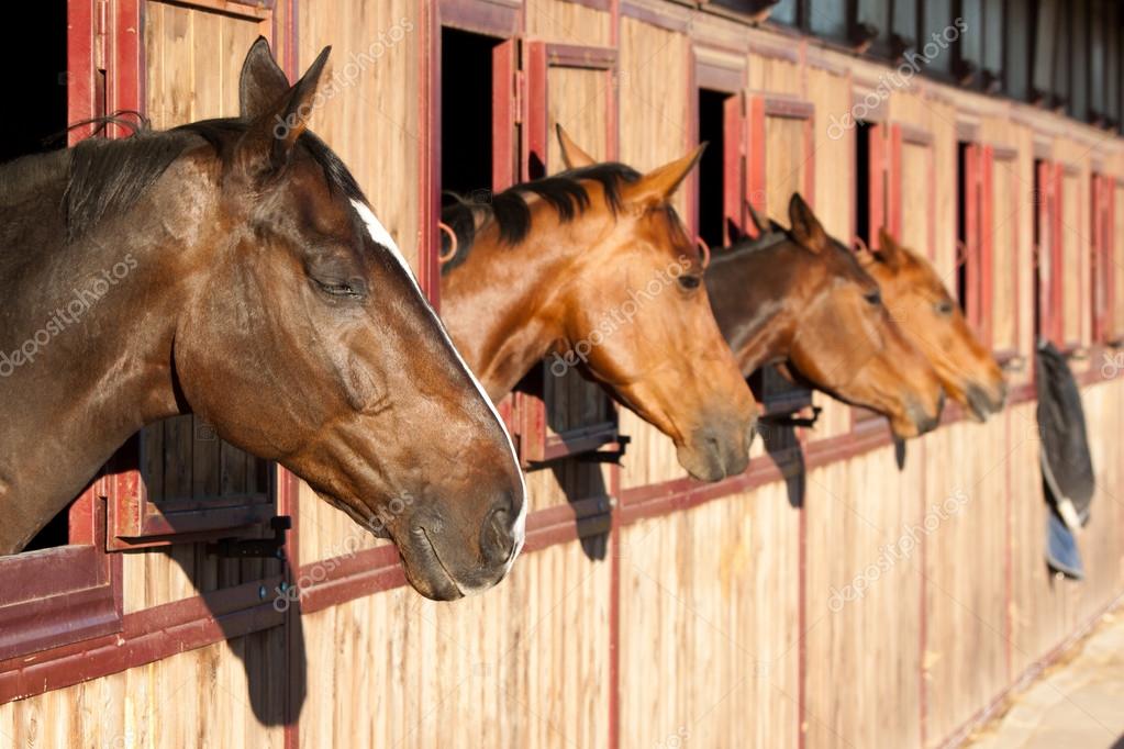 Horse in the stable Stock Photo by ©bukki88 74295143