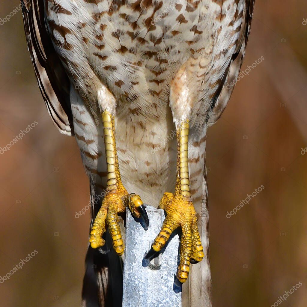 halcón de hombros rojos (Buteo Lineatus) garras amarillas agarradas en ...