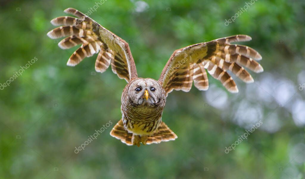 Búho barrado (Strix varia) volando hacia la cámara, alas arriba y ...