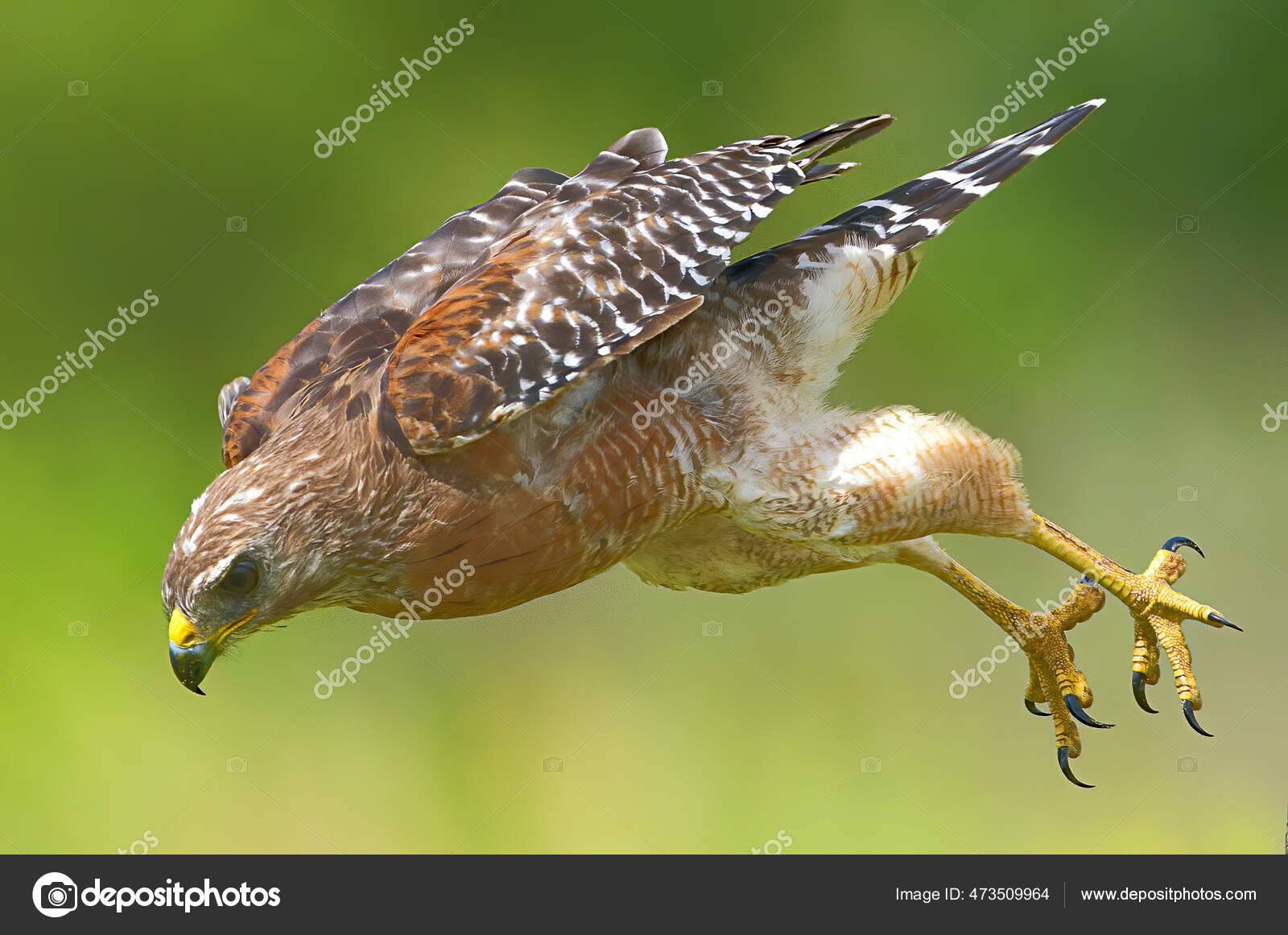 Red Tailed Hawk Talons