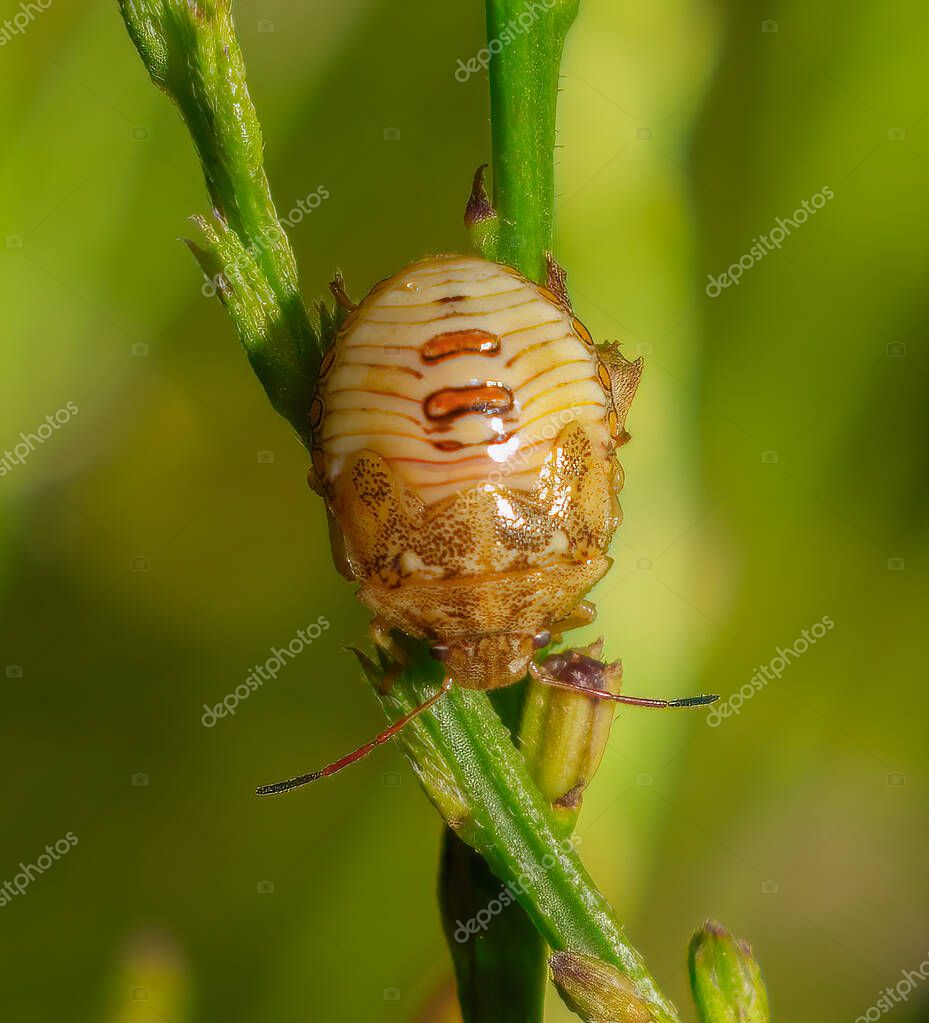 Joven insecto hedor de hombros rojos - Thyanta ninfa ninfa amarillo y ...