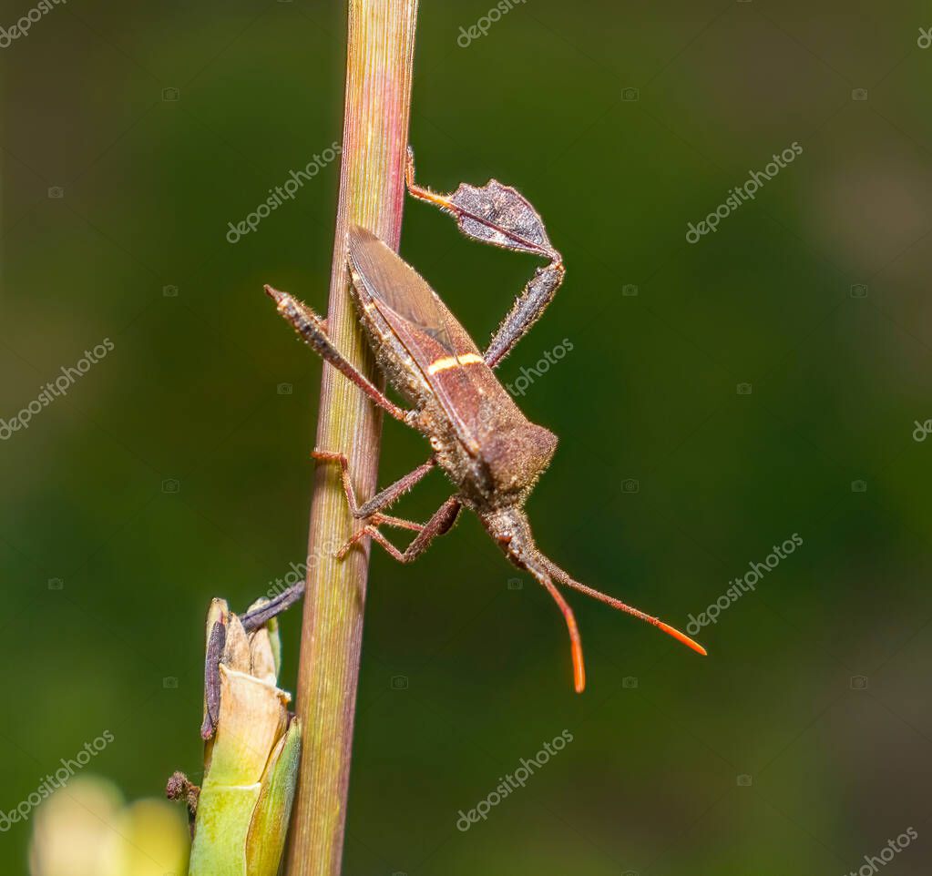 Leptoglossus phyllopus or Eastern leaf-footed bug Colgando en el tallo ...