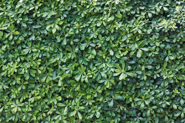 Green bush fence Stock Photos, Royalty Free Green bush fence Images ...