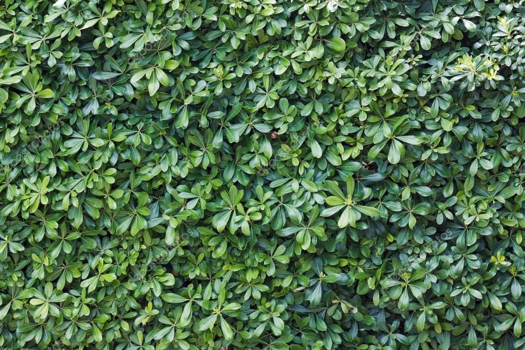 Bush Texture