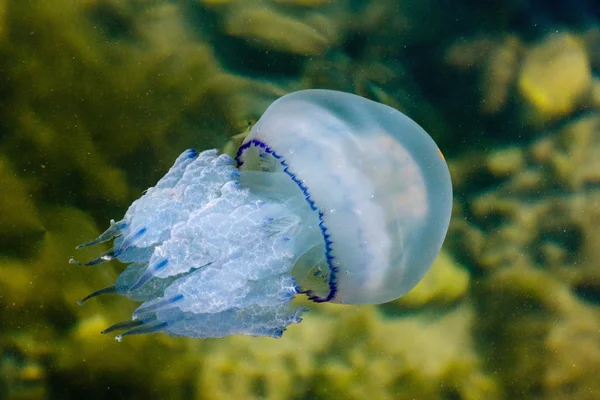 Small jellyfish Stock Photos, Royalty Free Small jellyfish Images ...