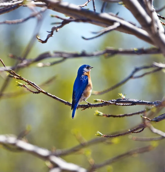 Bluebird ouest oiseaux Stock Photos, Royalty Free Bluebird ouest ...