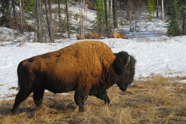 Curly bison Stock Photos, Royalty Free Curly bison Images | Depositphotos